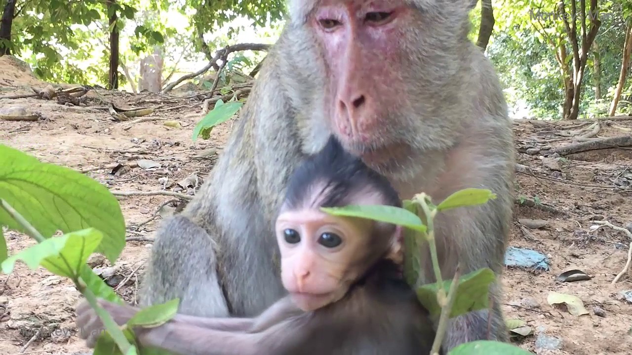 What Baby Monkey Amara Doing So Tiny and Lovely Daily Monkeys Man #548 ...