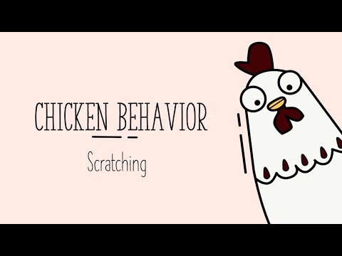 Chicken Behavior: Scratching - YouTube