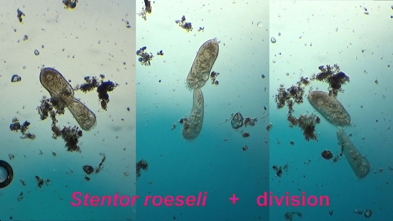 Stentor roeseli + division - YouTube