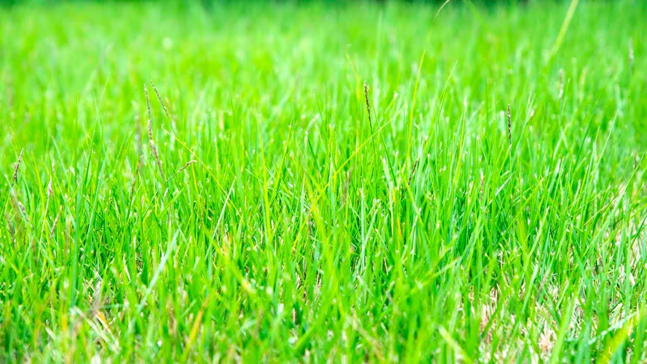 Leopard Gameplay (WOTB) - YouTube