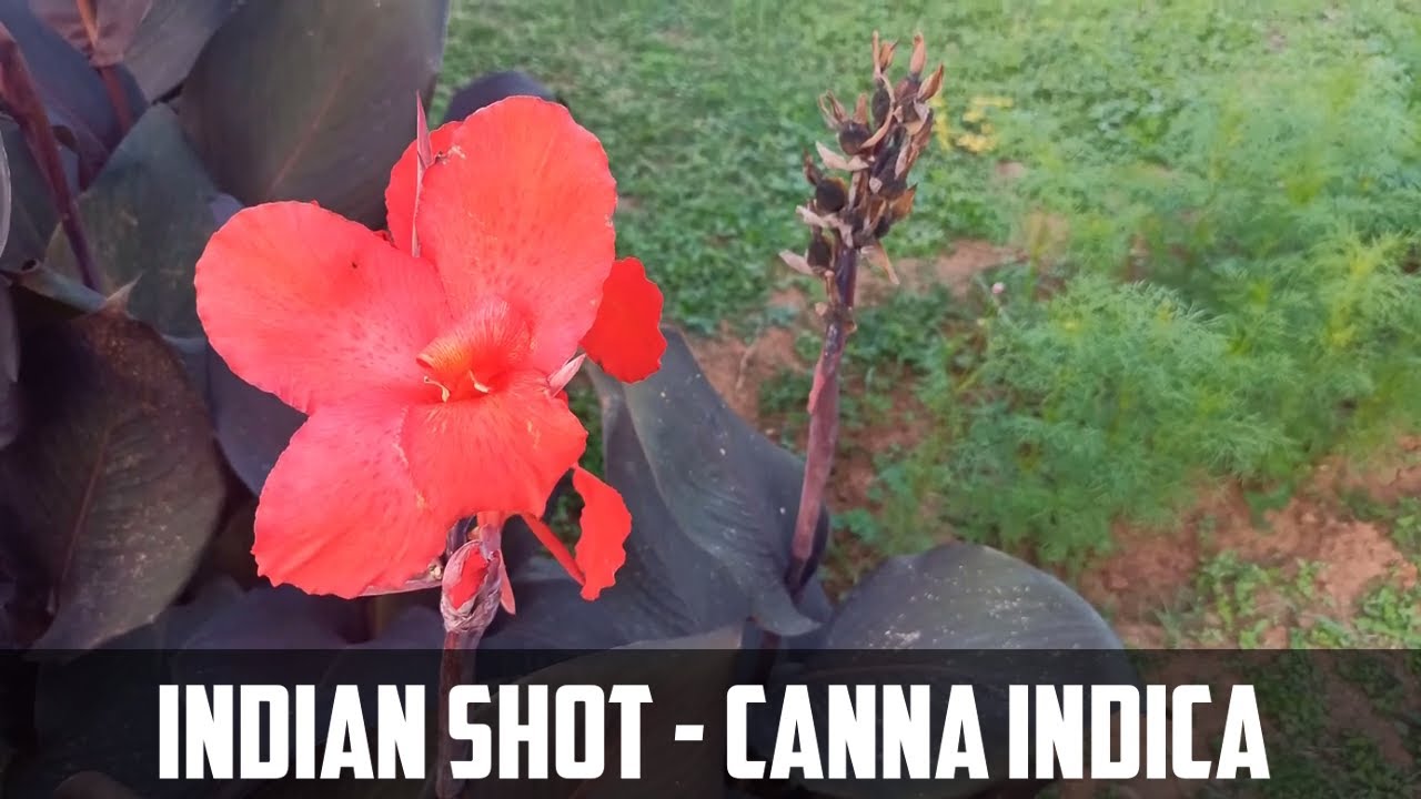 Indian shot Flower video | Canna indica Flower video - YouTube