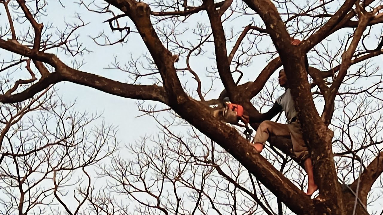 Dangerous tree Felling!! Cut 2 trees until night, Husqvarna 395xp ...