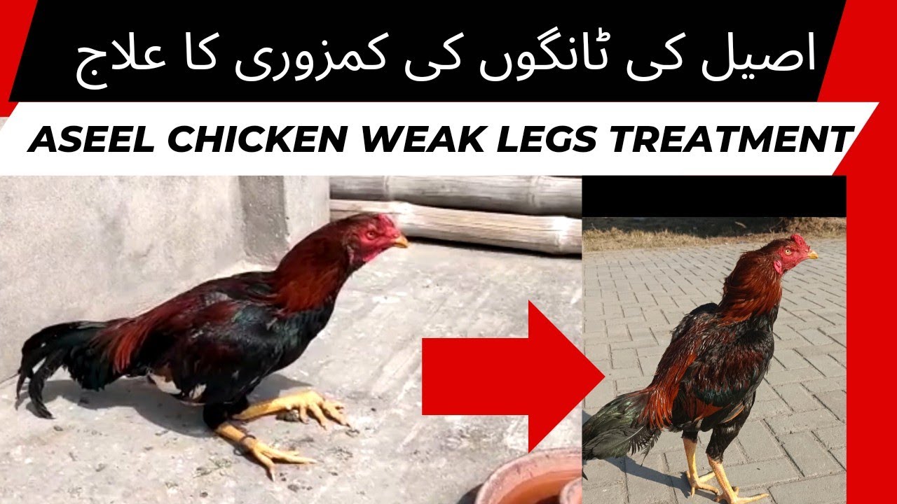 Aseel weak legs treatment | Aseel Murga ki Kamzor tango Ka ilaj ...