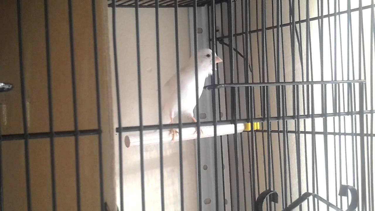 canari raza espagnol - YouTube