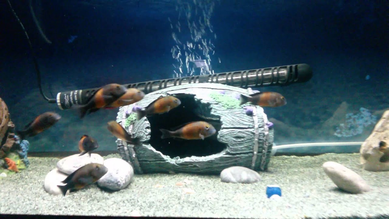 Tropheus red bemba - YouTube