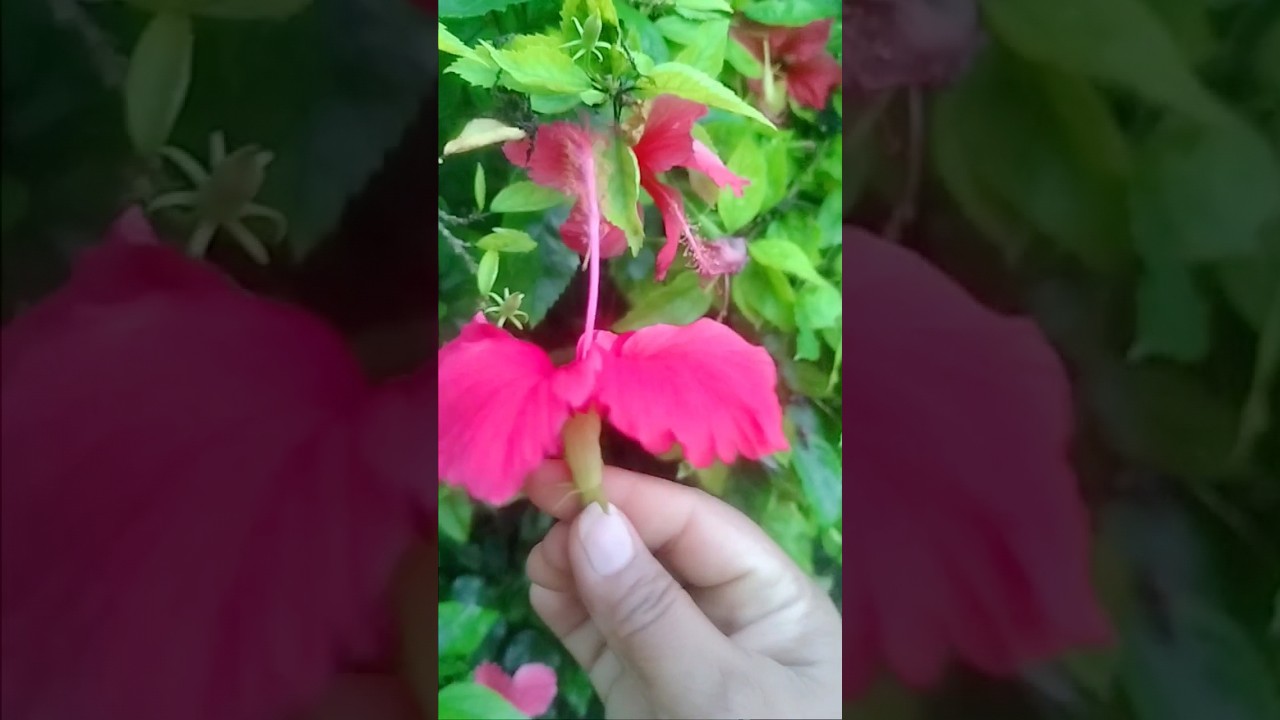 hibiscus | gudhal flowers #terracegardning #flowers | hibiscus plant 🌺 ...
