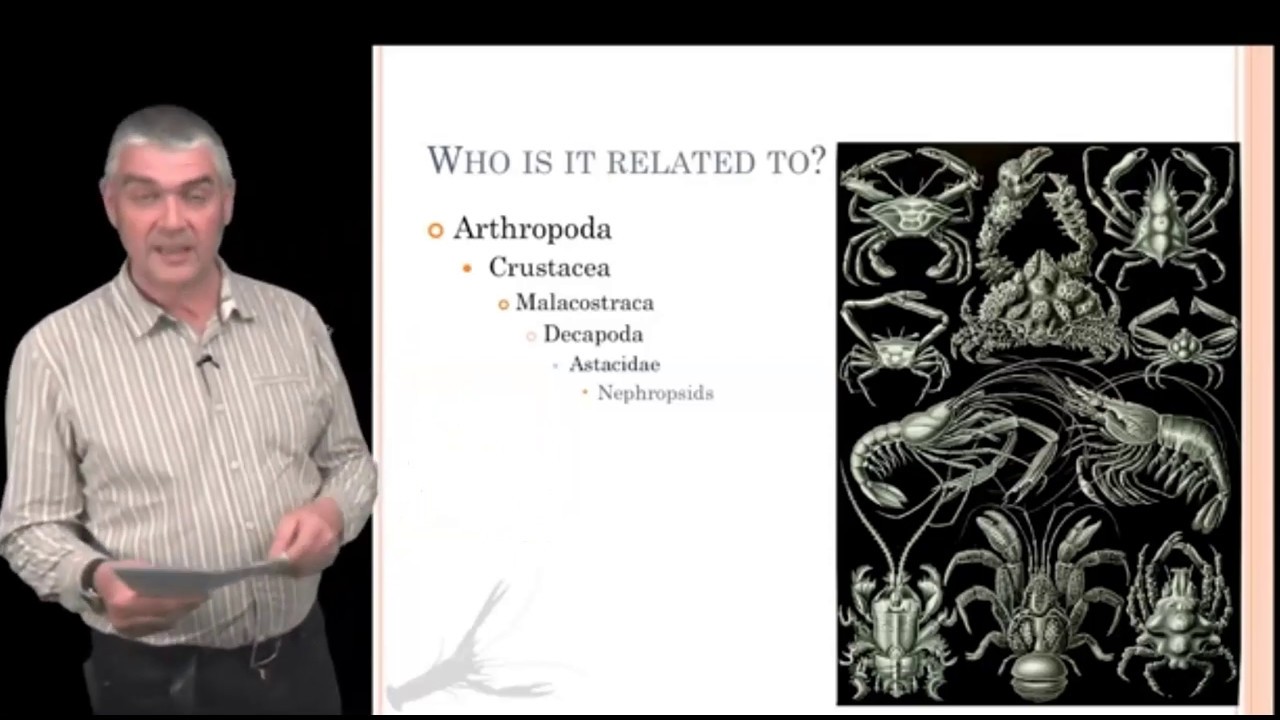 Introduction to Nephrops norvegicus - YouTube