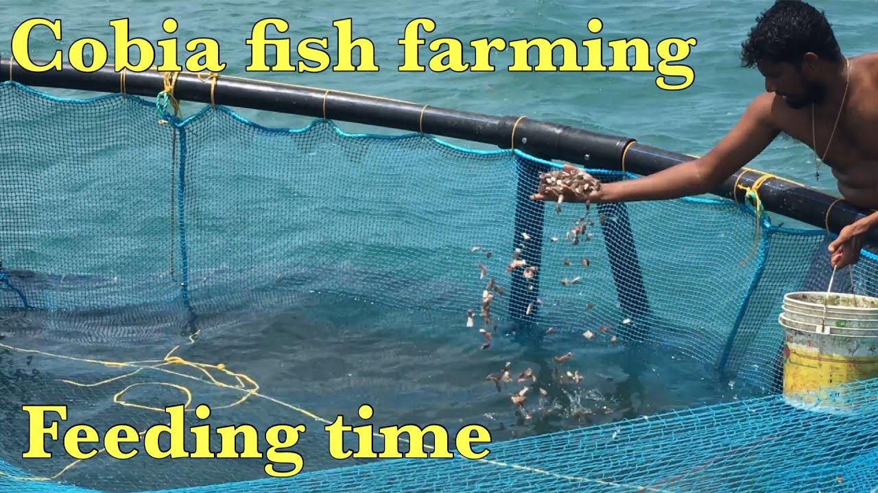Fish feeds for cobia fish | fish farming | cobia culture - YouTube
