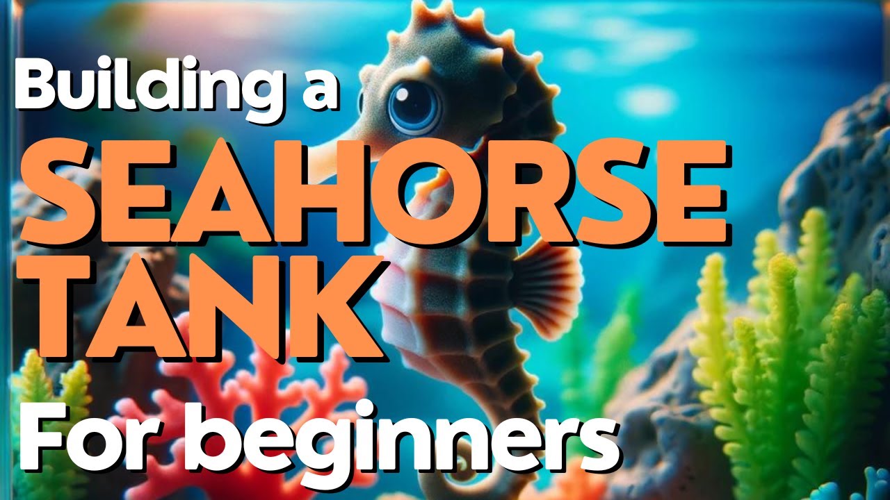 Building a Seahorse Tank for Beginners - YouTube