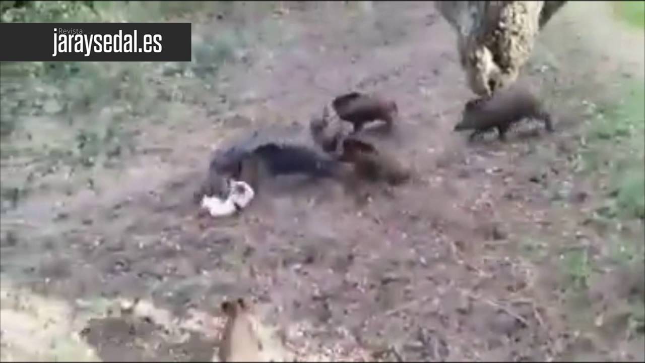 Una piara de jabalíes ataca a un perro - YouTube