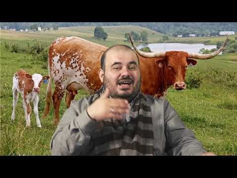 RÜYADA BOĞA GÖRMEK Esved Dini Rüya Tabirleri ve Yorumu Rüya Tabiri