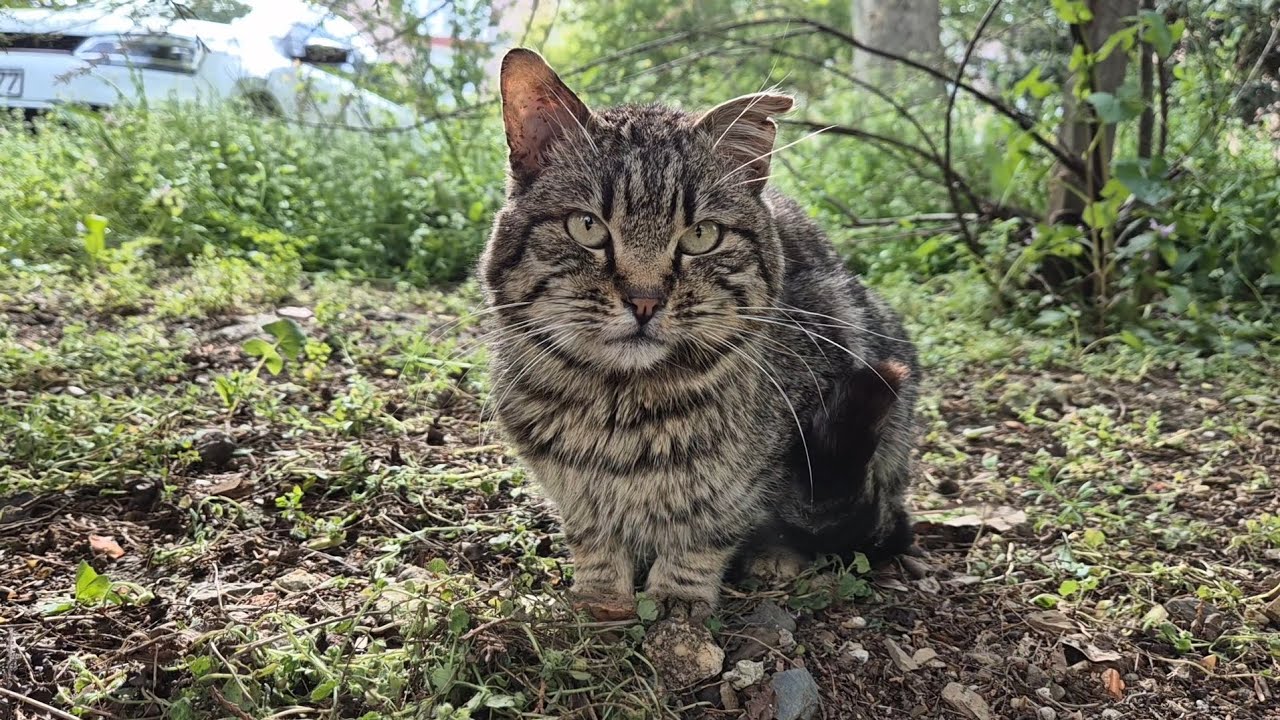 Very handsome tabby cat living on the street. - YouTube