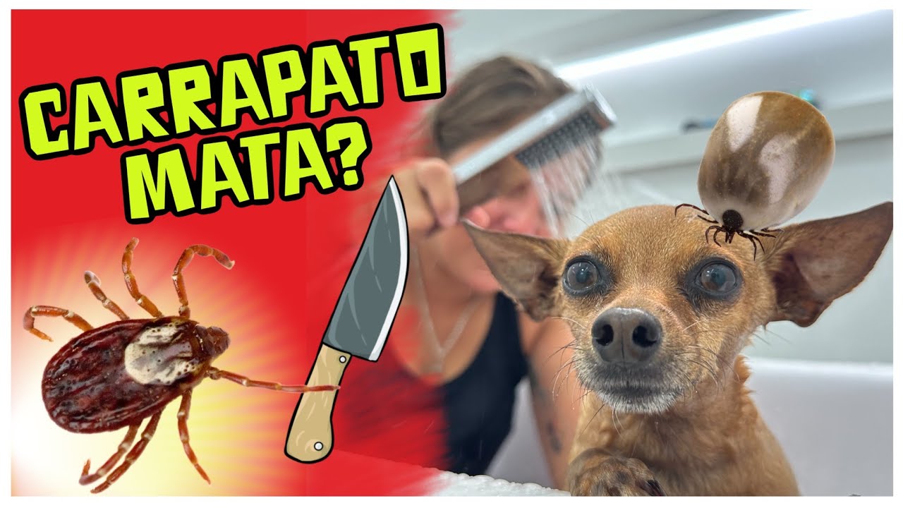 O QUE O CARRAPATO PODE CAUSAR AO NOSSO CACHORRO E COMO PROTEGÊ-LO - YouTube