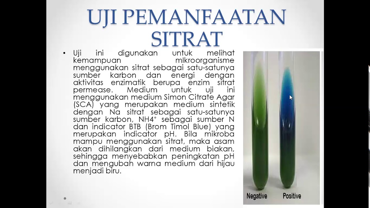 UJI SITRAT DAN INDOL - YouTube