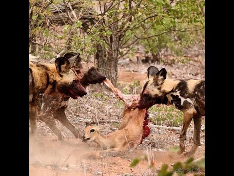 Wild Dogs Eating Prey Alive! - YouTube
