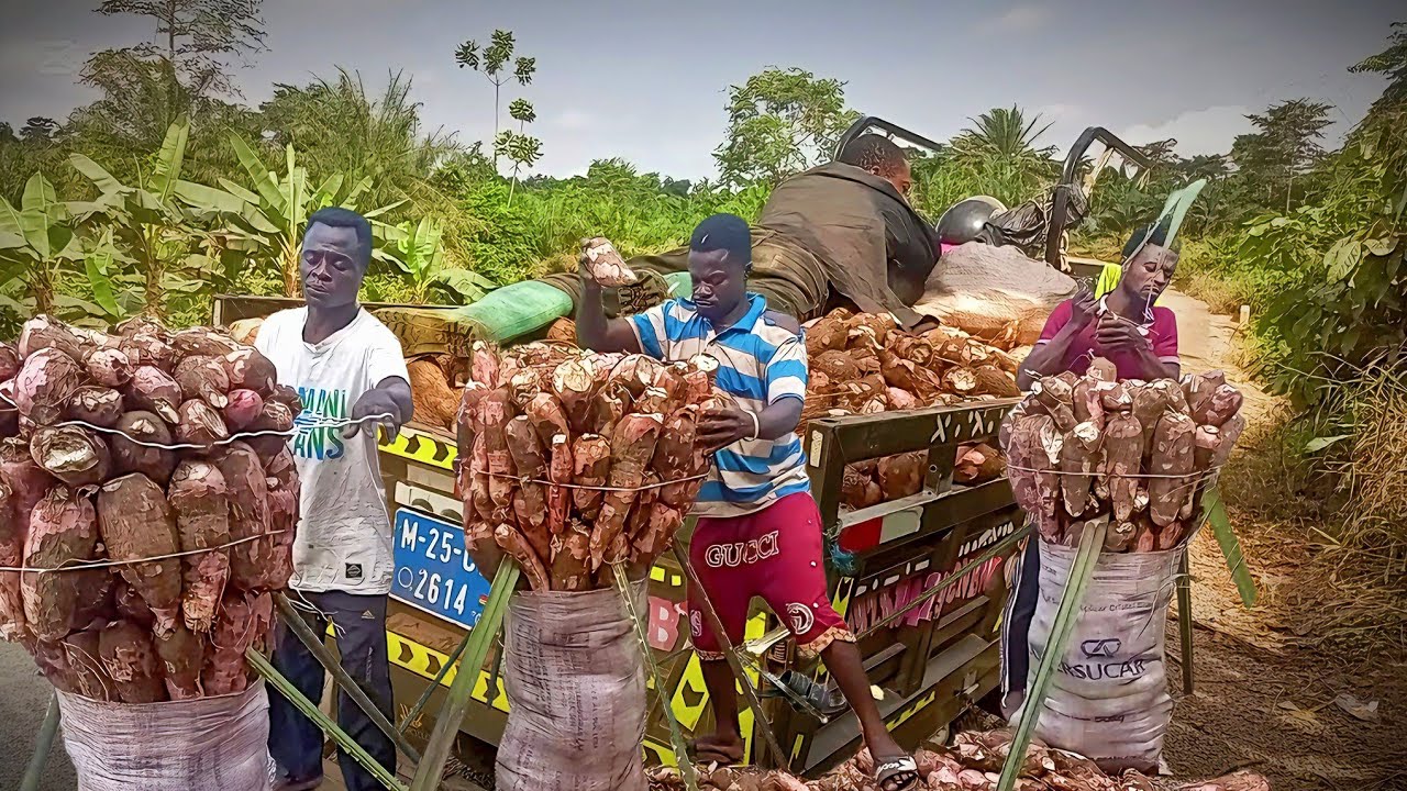 😍How Cassava Packaging Is Done In Africa (Ghana) 🇬🇭 - YouTube