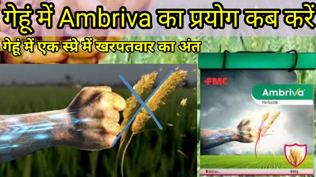 fmc ambriva herbicide | ambriva herbicide | गेहूं का मामा | गेहूं का ...