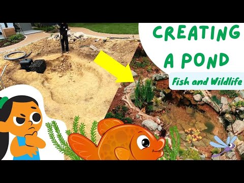 How to make a Wildlife Pond with Waterfall & Fish - YouTube