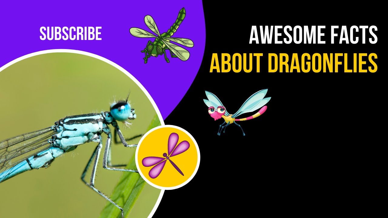 15 Incredible Dragonfly Facts | Learn About One of the Most Fascinating ...