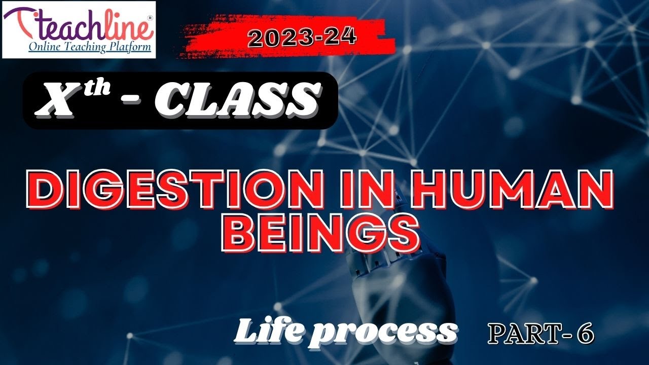 Digestion In Human Beings | Class 10 Science | Life processes ...