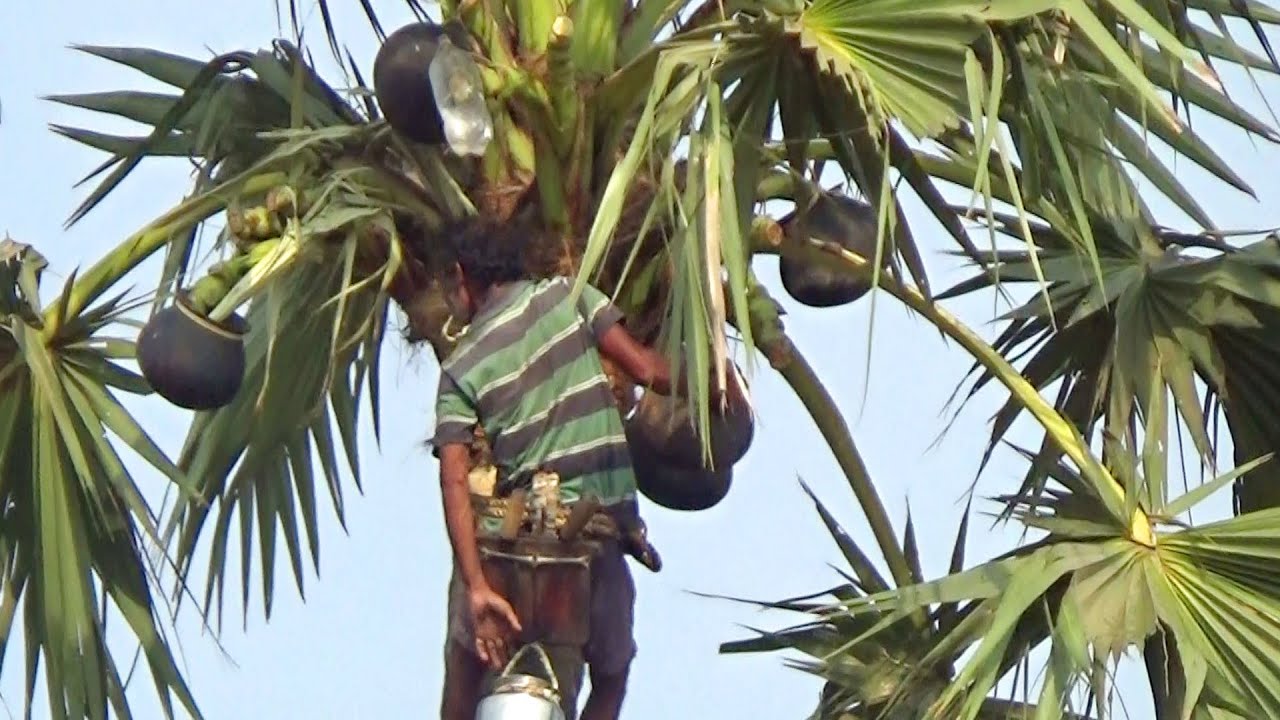OLD MAN Collecting TODDY PALM Wine | Juicy NEERA SAP Drink | Natural ...