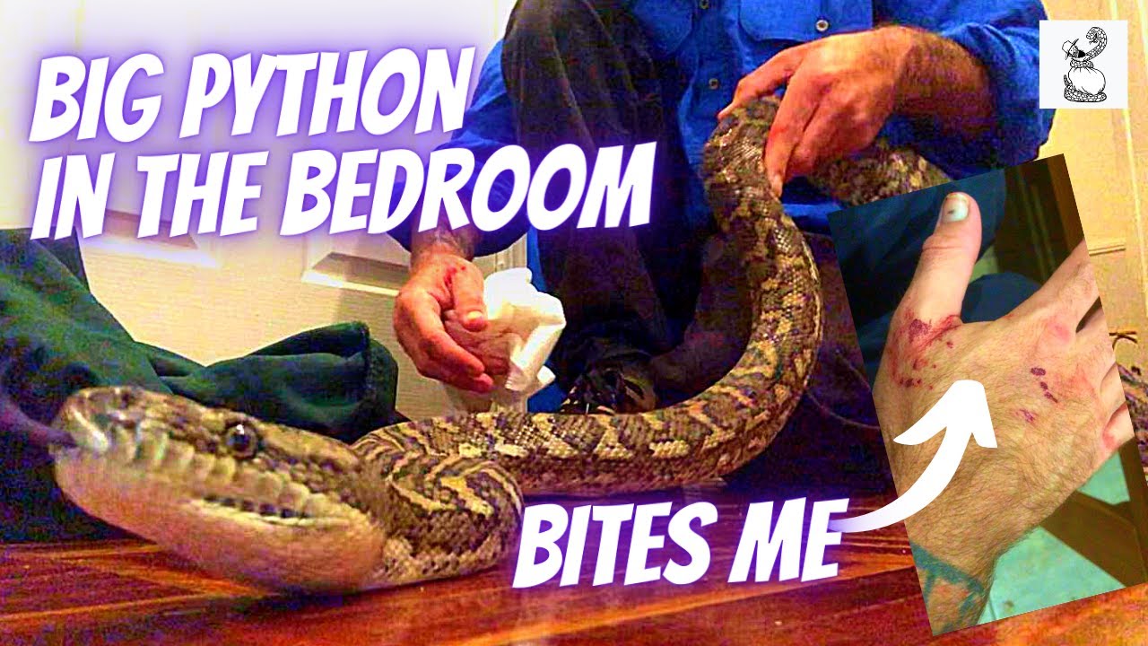 Couple Wake Up to Cranky Python in Their BEDROOM! - YouTube