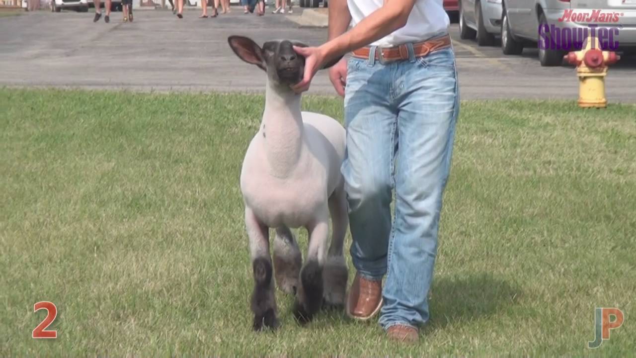 county fair champion market lamb drive - YouTube