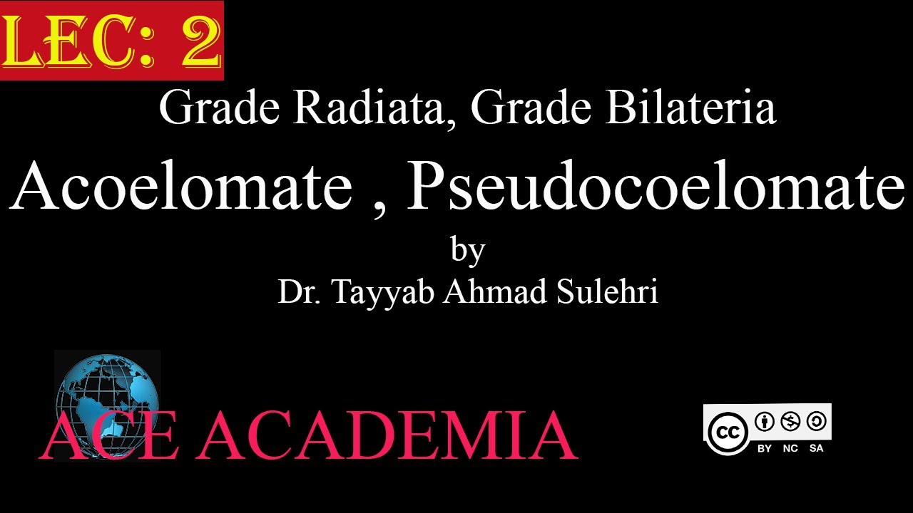 Grade Radiata and Bilateria | Acoelomate | Pseudocoelomate | Animalia ...