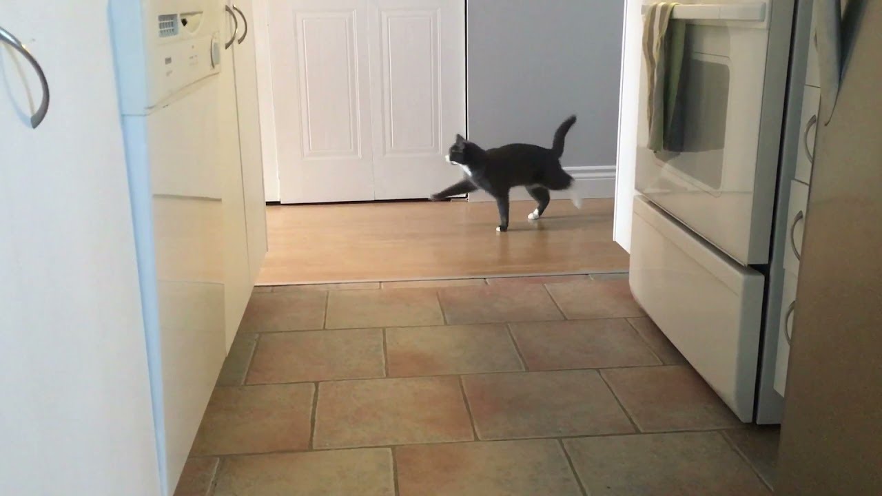 Kitty Cat Stomps Away || ViralHog - YouTube