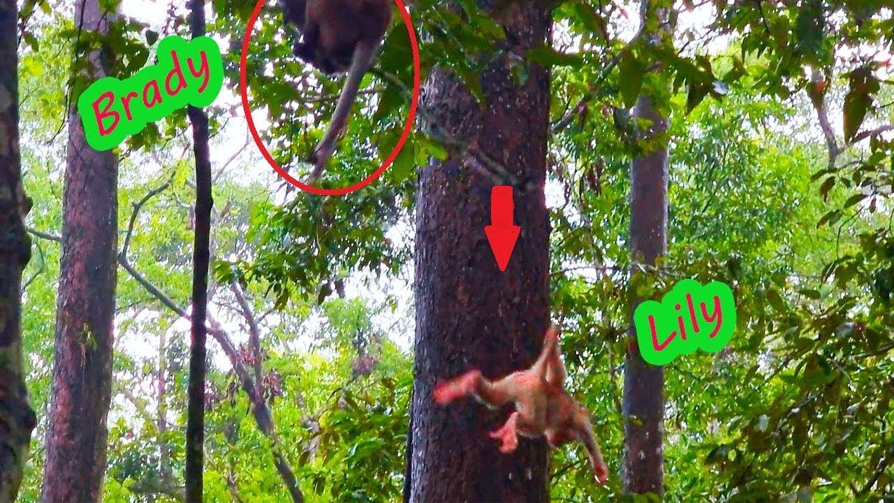 God please sa ve Lily ! Lily decide jump down too high from tree to ...