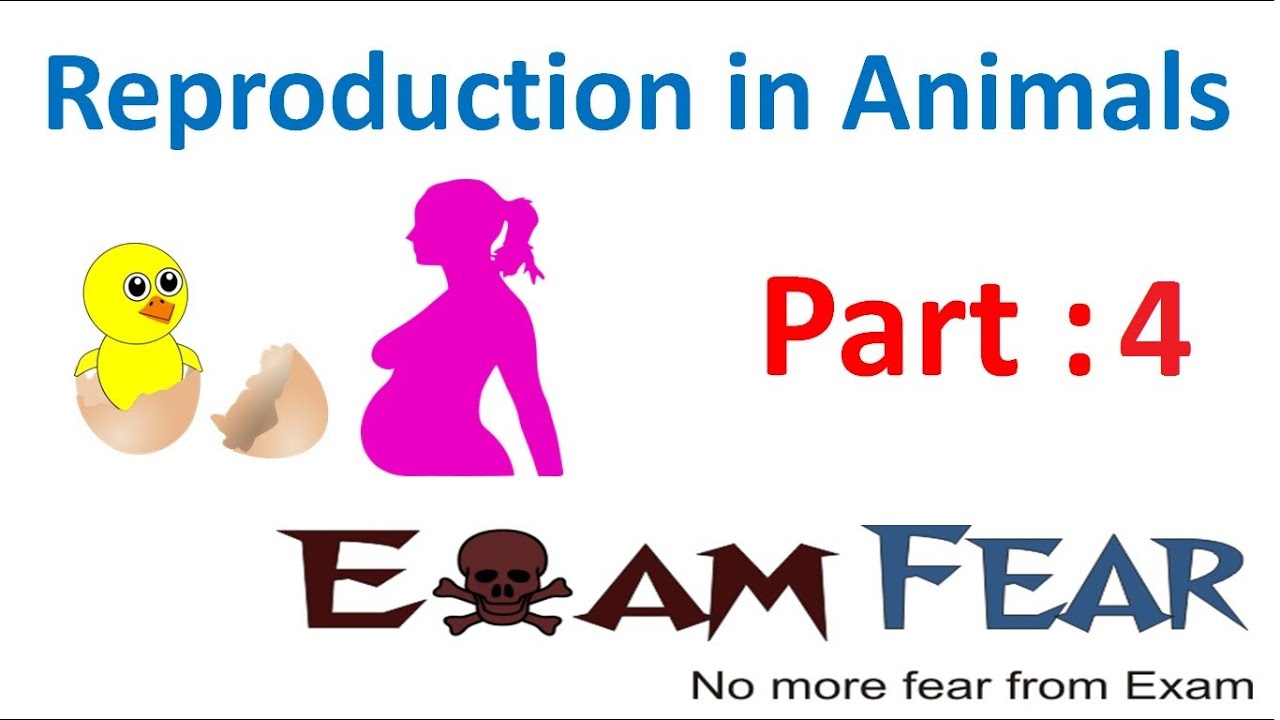 Biology Reproduction in Animals Part 4 (Budding, Fragmentation ...