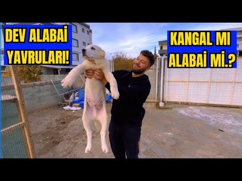 Akın Kırkızın Yeni Dev Alabai Yavruları-Alabai puppies