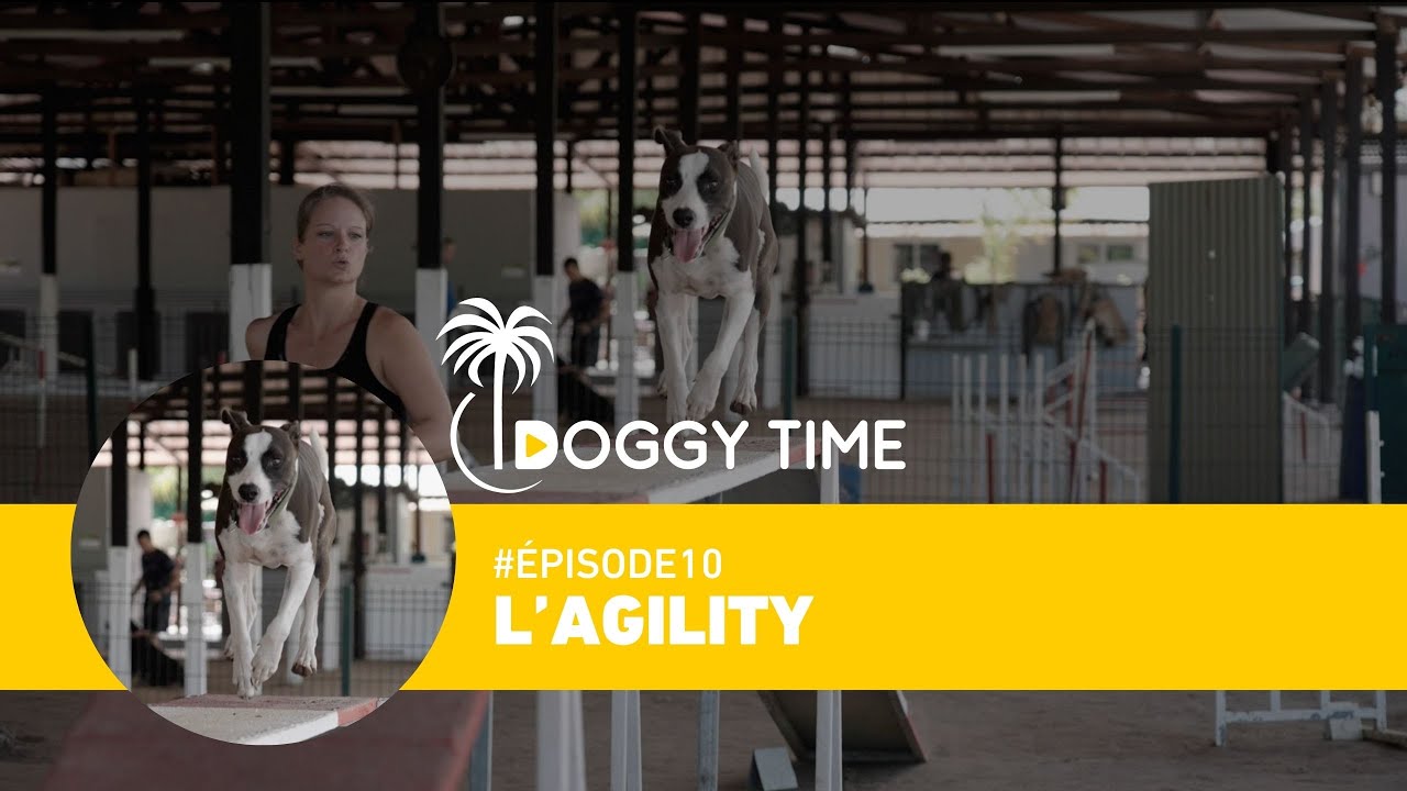 L'agility | DOGGY TIME #10 - YouTube
