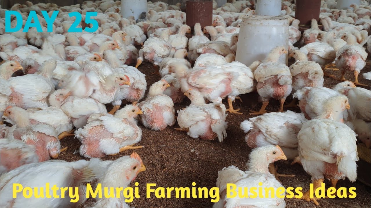 Poultry Farming Business Ideas l How To Start Poultry Farming Business ...