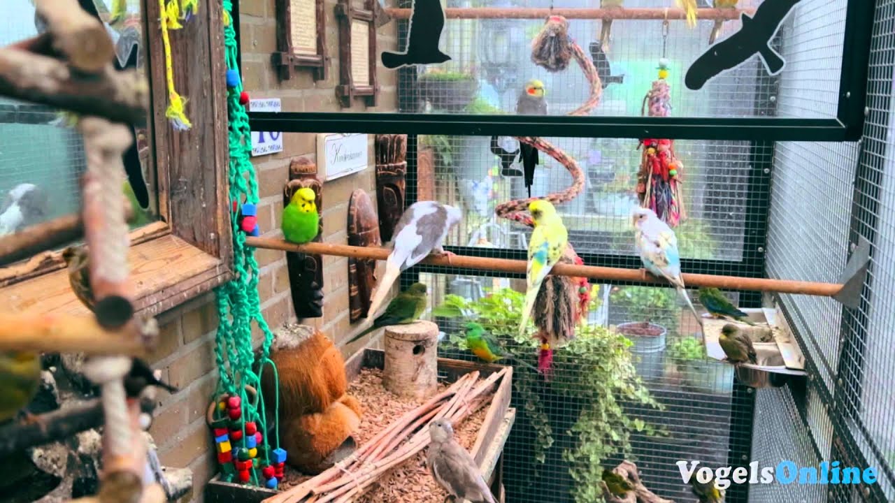 Vogel Voliere - Bird aviary - YouTube