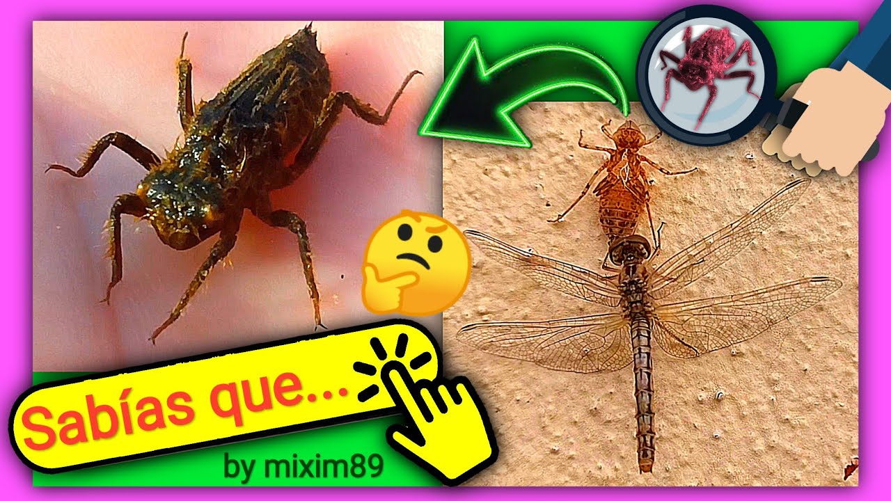 CRIADERO de LIBÉLULAS AGRICULTURA (Metamorfosis y todo sobre la Ninfa ...