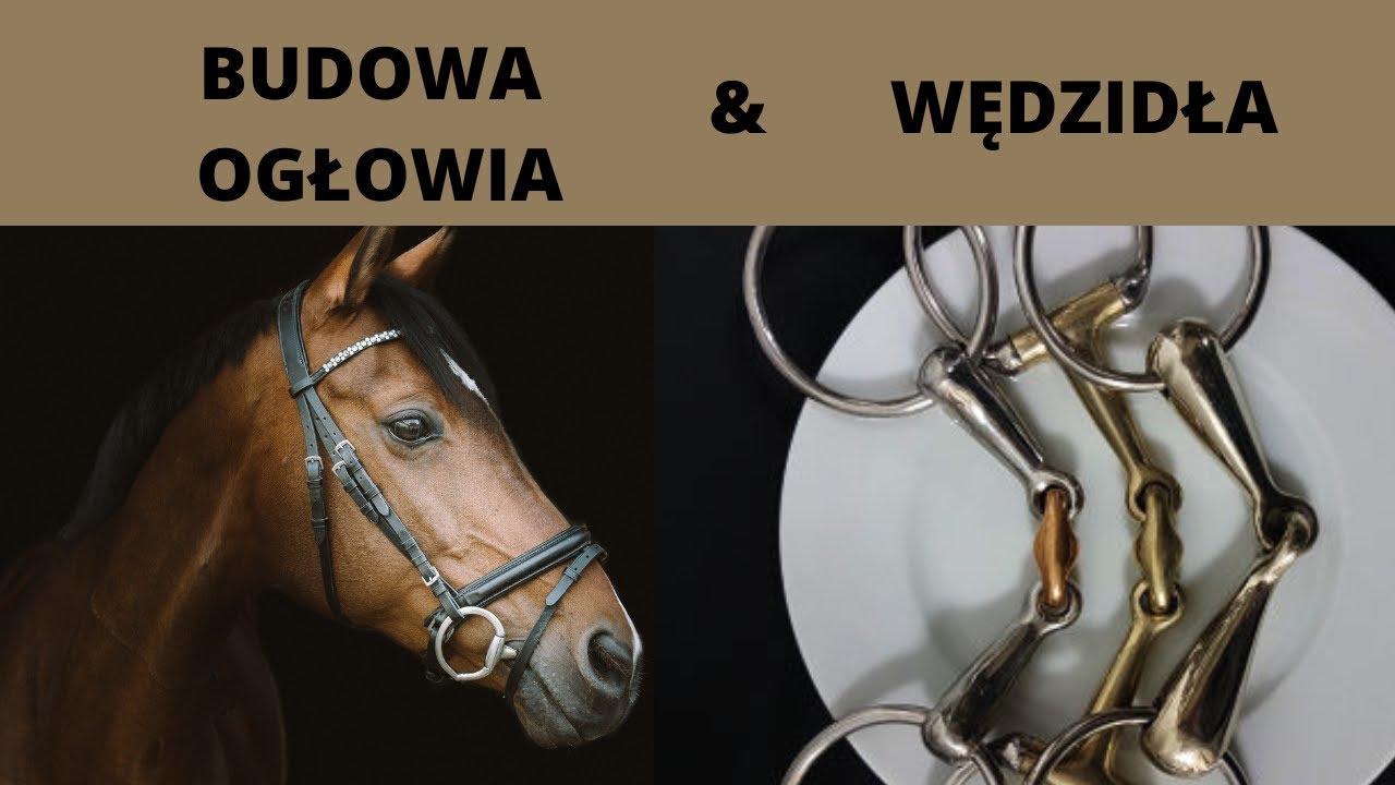 Budowa ogłowia. Rodzaje wędzideł - jakie mają działanie? Jak wybrać ...