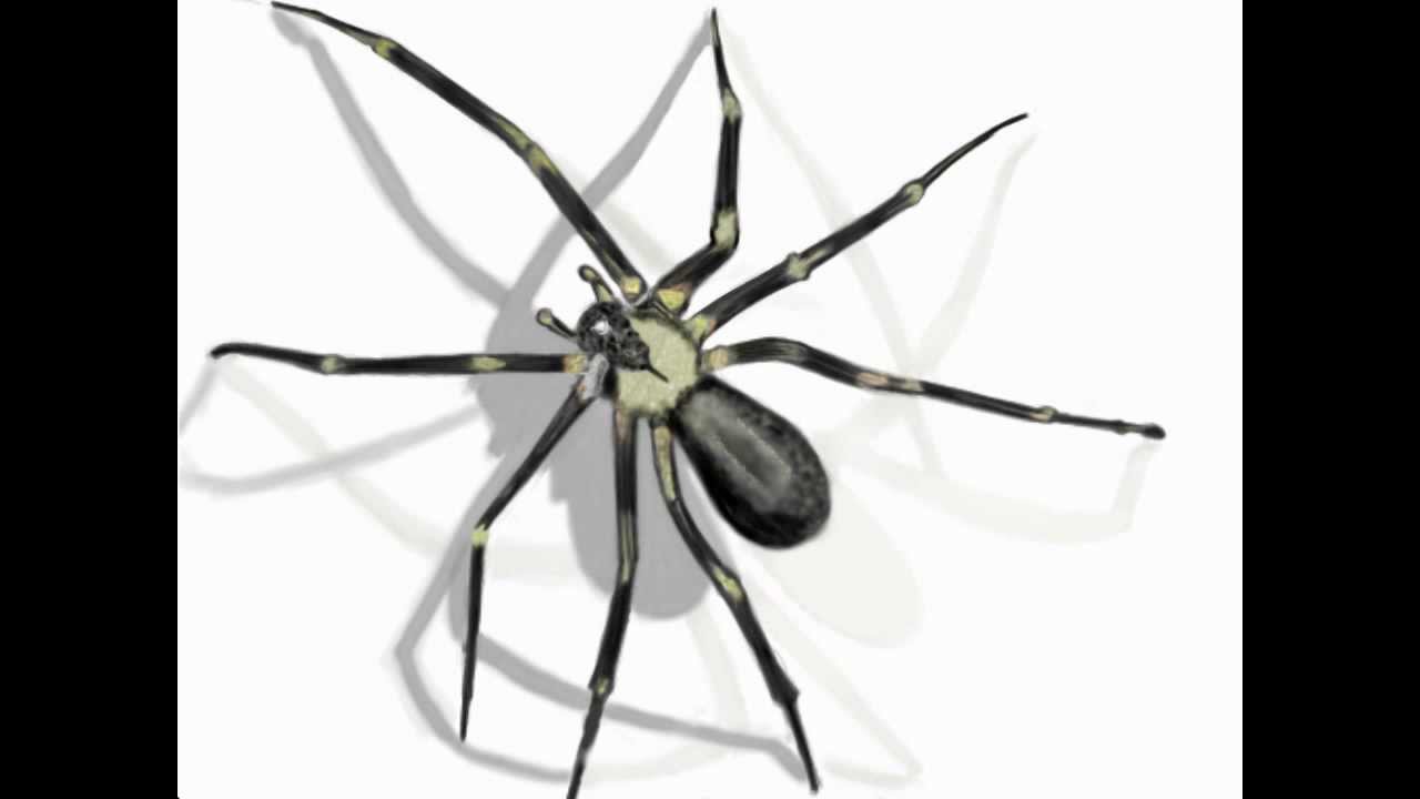 Arachnophobia - Speed Drawing - YouTube