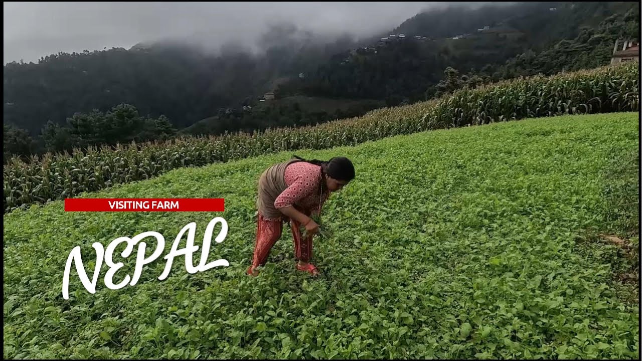 "BETHAN CHOWK : A DAY ON THE FARM" - YouTube