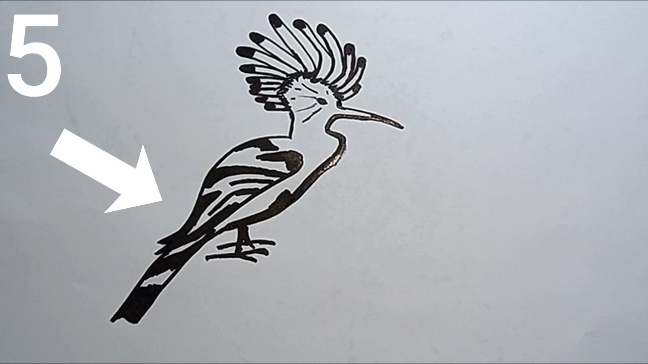 VERY EASY How to Draw a hoopoe bird from number 5 Easy and Cute Step by ...
