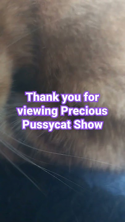 Precious Pussycat Show Happy Caturday Cat Catlover