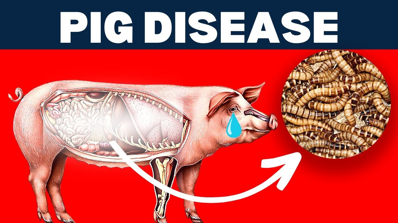 Hidden Truth About Common Diseases of Pigs - YouTube