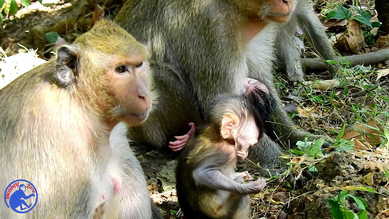 Baby monkey Jilla Vs New Born monkey Delena - YouTube