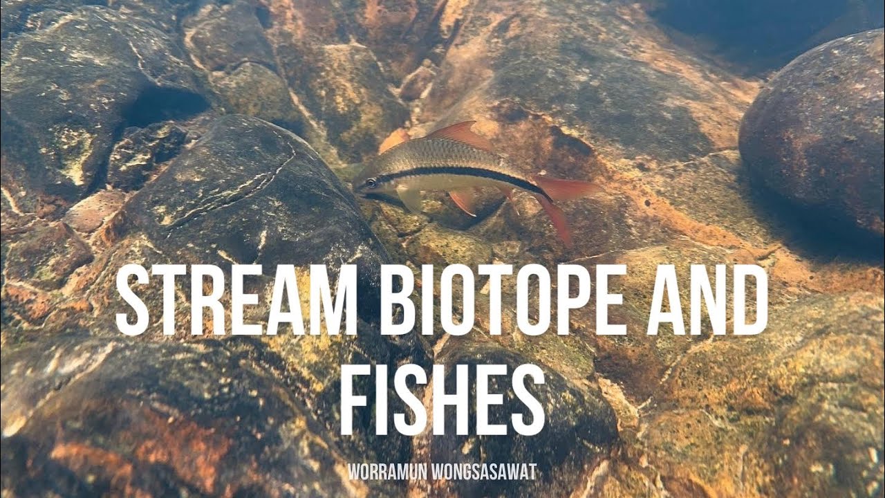 Thailand : Freshwater stream biotope and fishes - YouTube