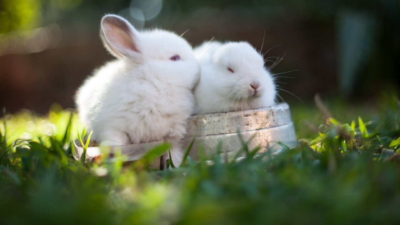 Bunny Digging sweet compilation || Cute Bunny Rabbit Compilation Video ...