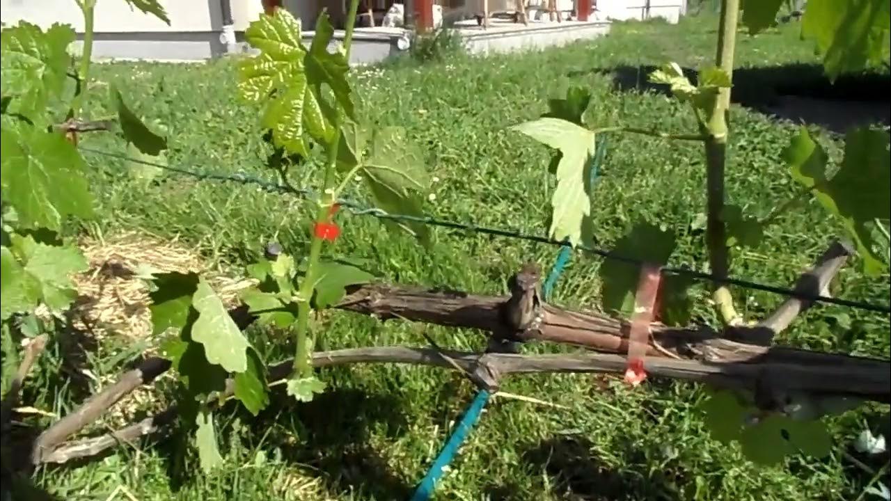 Obavezne radnje u mjesecu maju - YouTube Obavezne radnje u mjesecu maju - YouTube