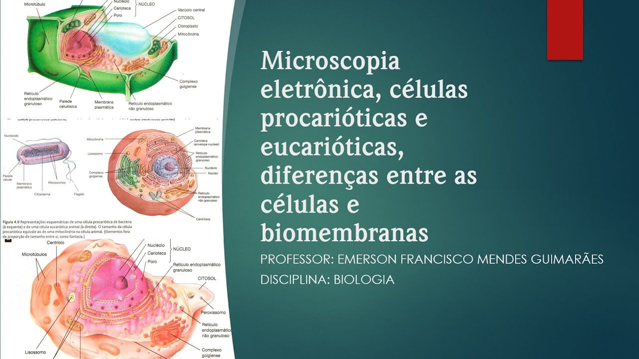 Micrografia Eletronica De Celulas Animais Eucarioticas Questões Sobre