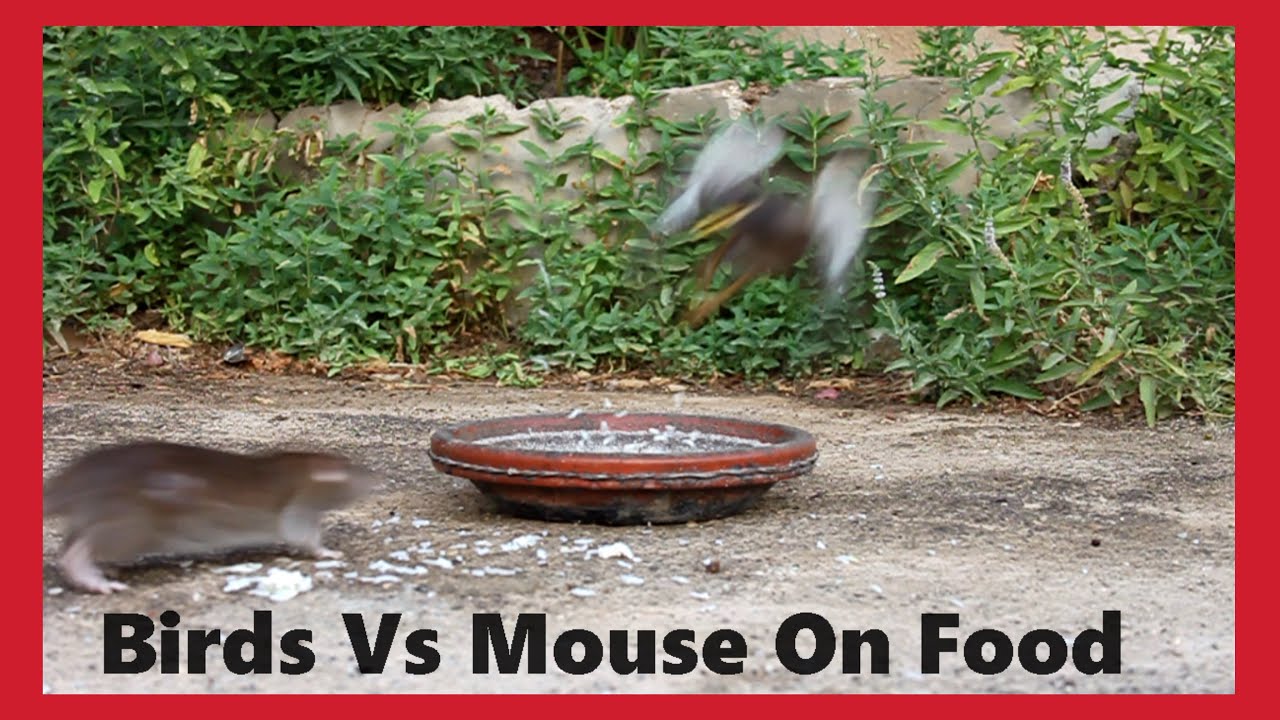 Birds Vs Mouse On Food || Birds sound like bell || Birds Chirping - YouTube