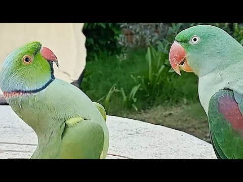 green Ring neck talking parrot with Raw talking parrot #parrot_video # ...