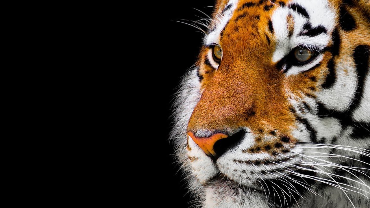 50 Fakta Langka Harimau - YouTube